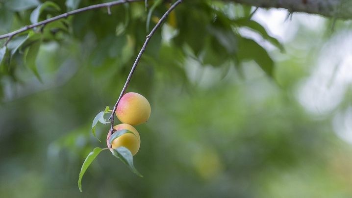 All you need to know about “plum rain season”_inJiangsu