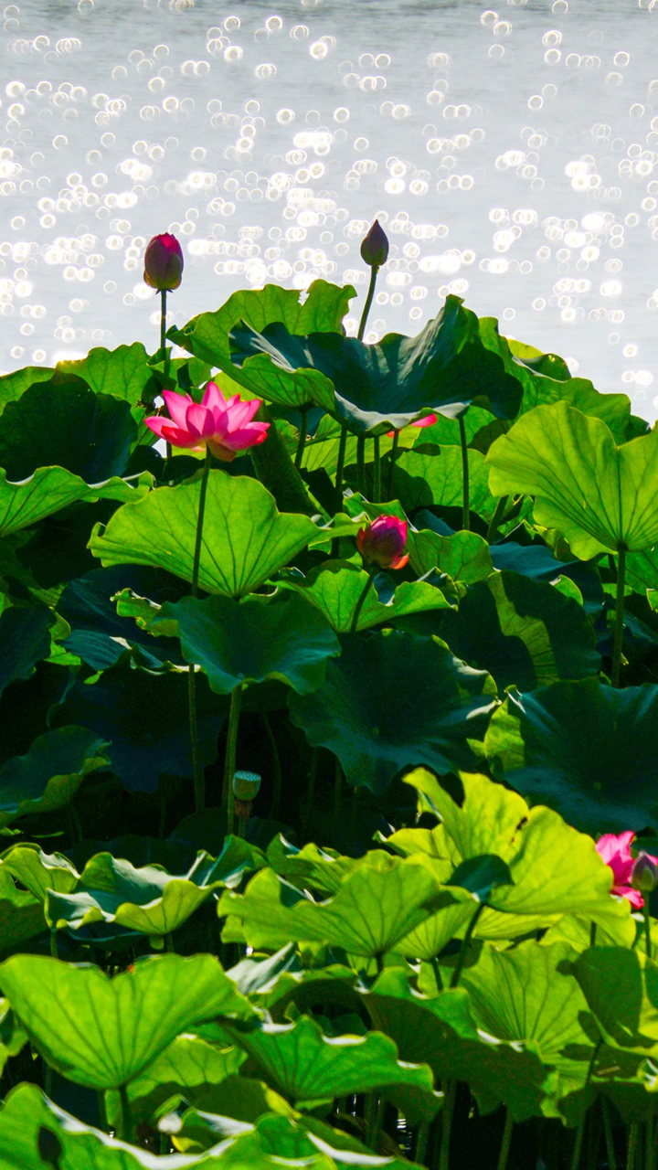 If you only go lotus-viewing once, make it the National Lotus ...