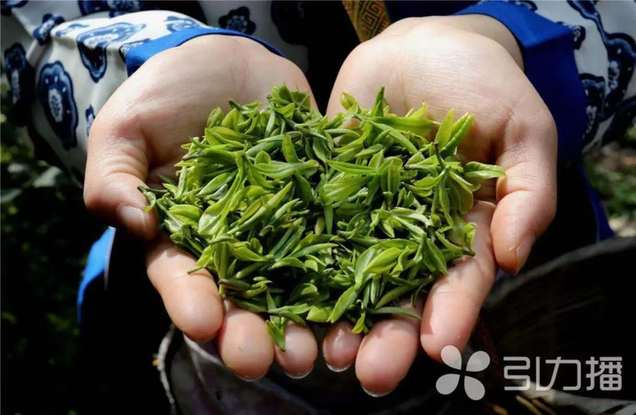 Now comes the first cup of spring Biluochun tea in Suzhou _inJiangsu